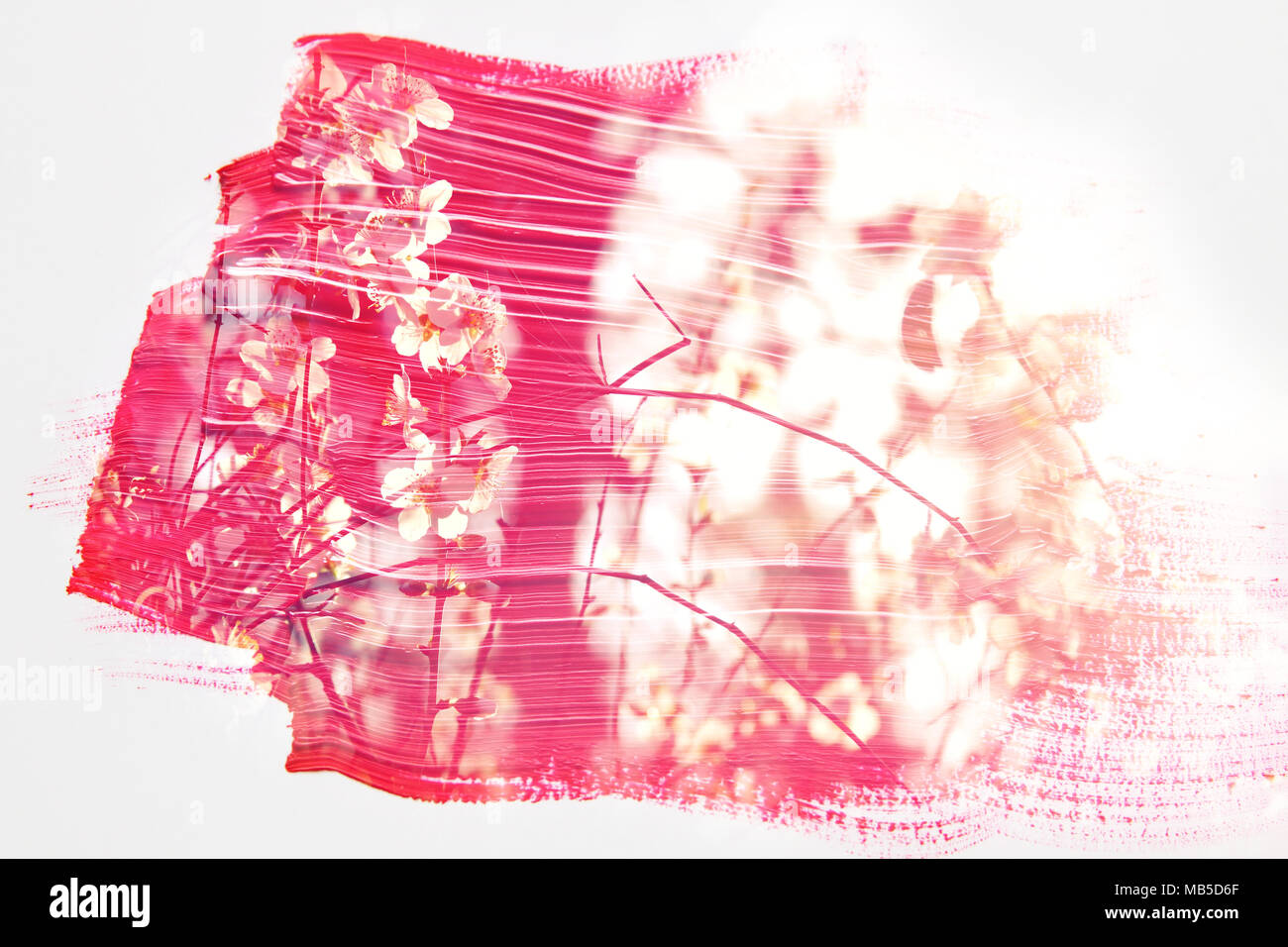 dreamy and abstract image of cherry tree. double exposure effect with ...