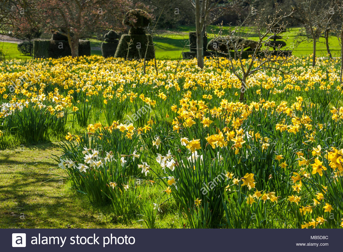 Mixed Daffodils Stock Photos & Mixed Daffodils Stock Images - Alamy