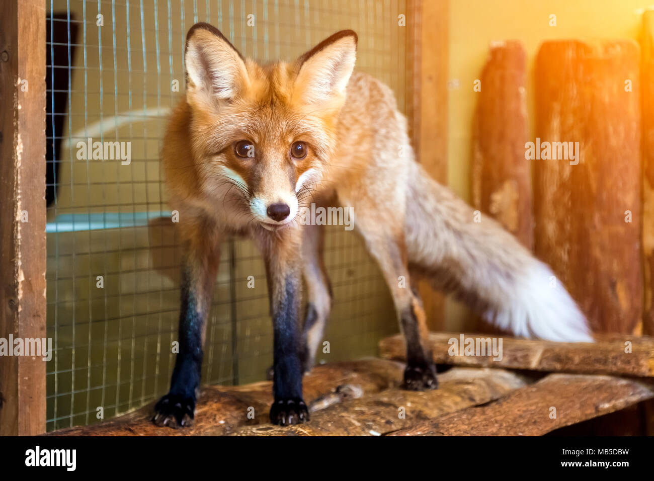 Close-up of a young beautiful brown fox or vulpes with big black eyes ...