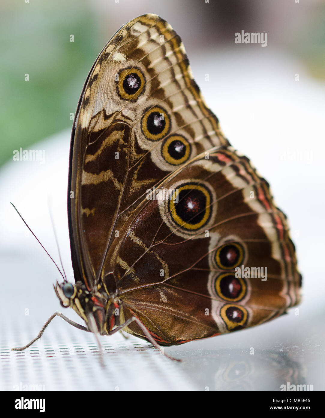 Blue morpho butterfly wing hi-res stock photography and images - Alamy