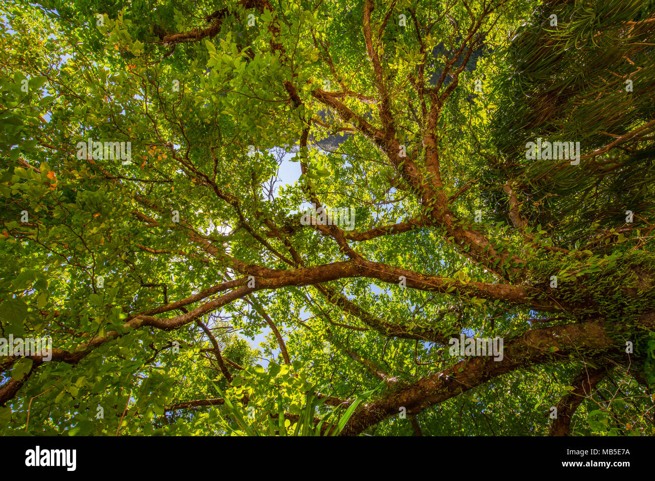 Full green tree hi-res stock photography and images - Alamy