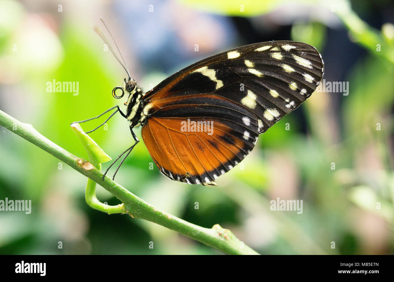 Butterfly feet hi-res stock photography and images - Alamy