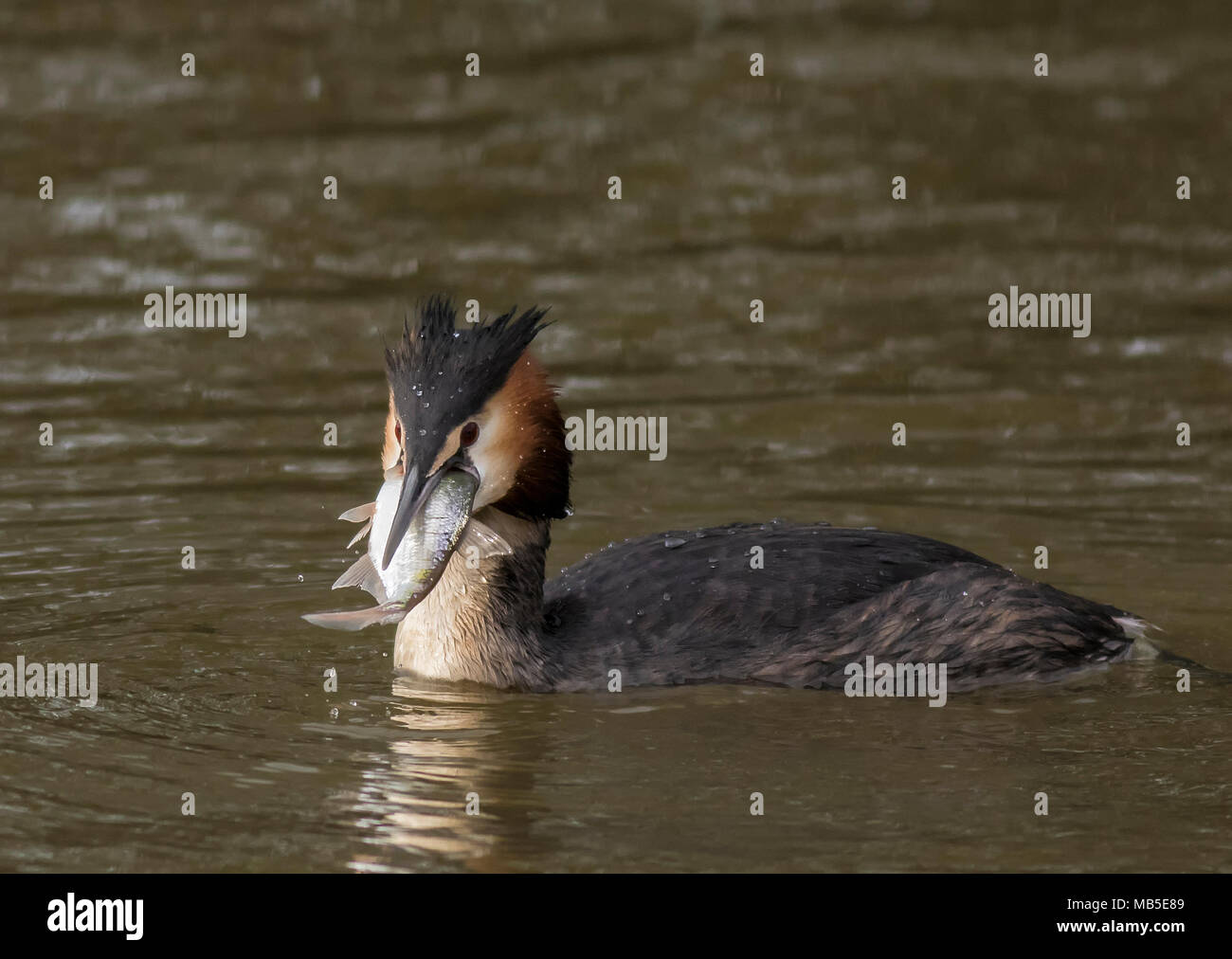 Grebe with fish hi-res stock photography and images - Alamy