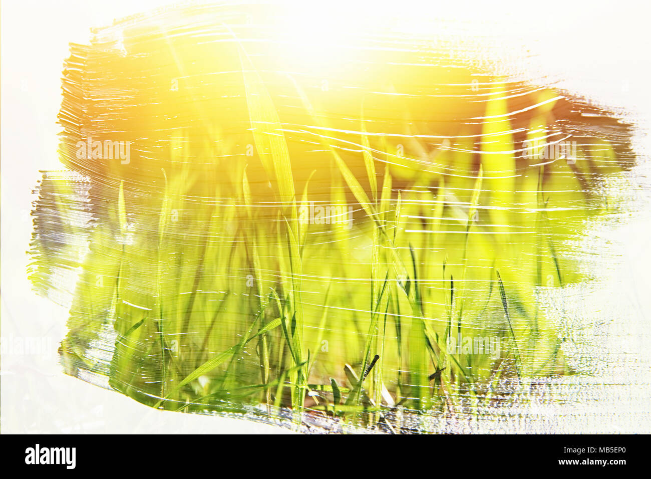 dreamy and abstract image of the meadow with green young grass. double ...