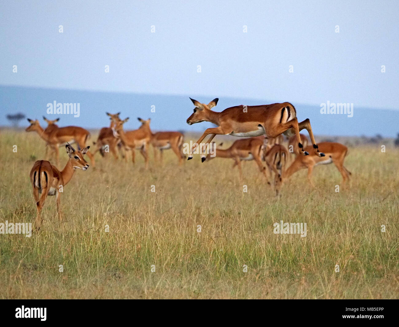 bounding female impala (Aepyceros melampus) in mid-air leaps high above ...