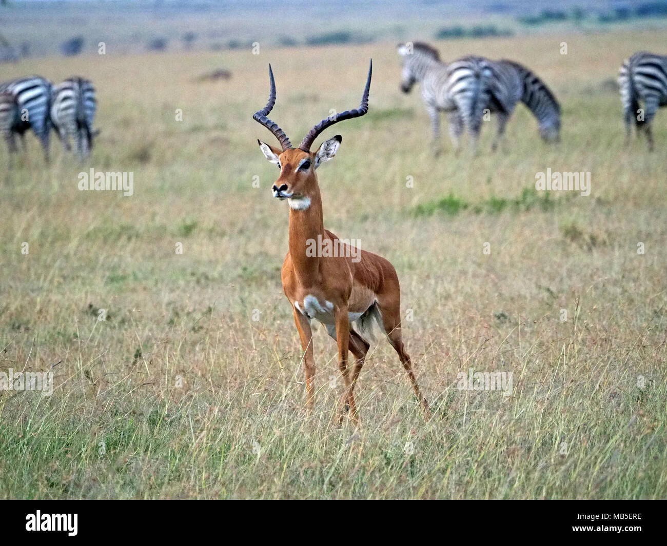 alert buck or ram male impala (Aepyceros melampus) with fine head of ...