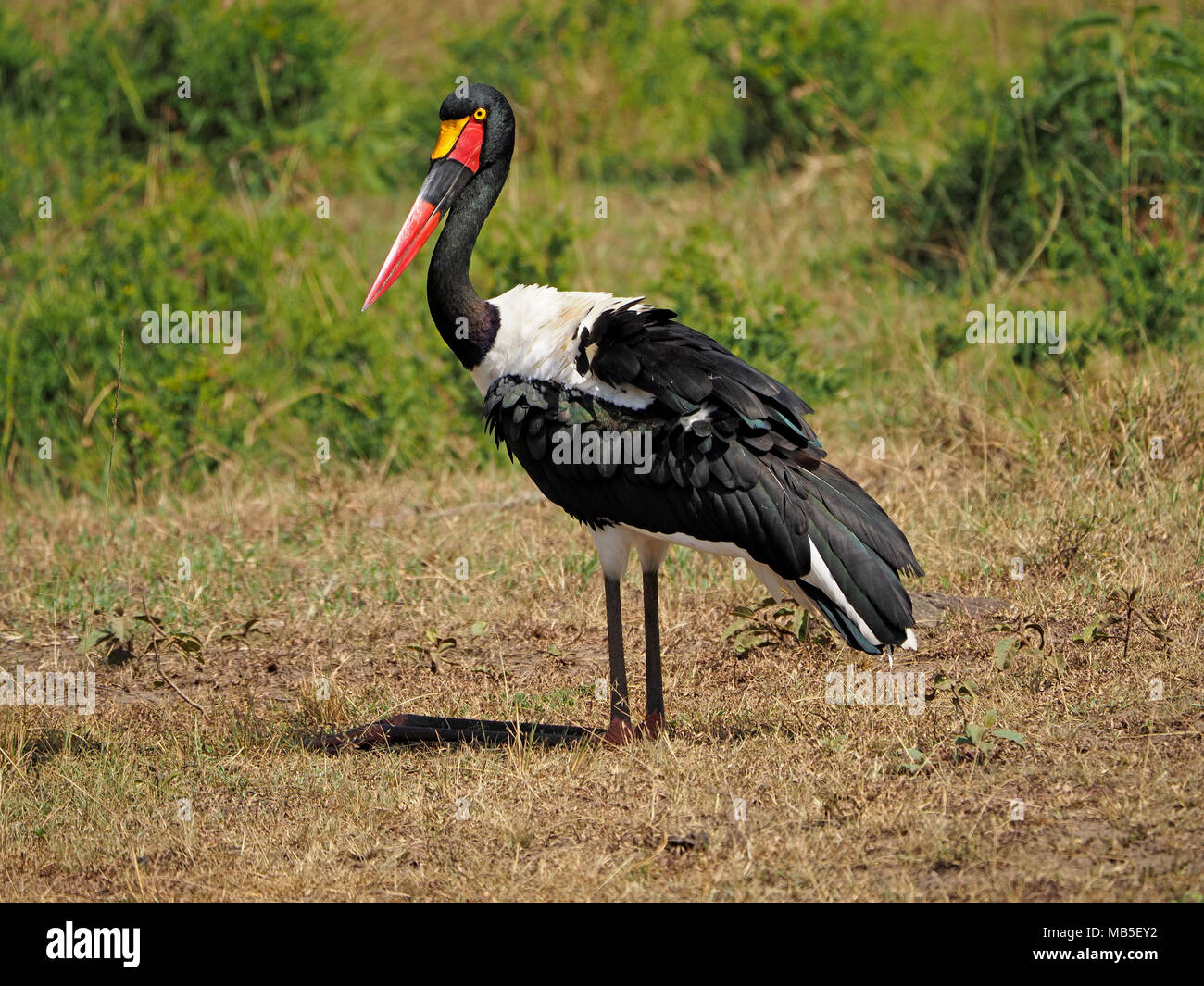 saddle-billed stork (Ephippiorhynchus senegalensis) with red yellow ...