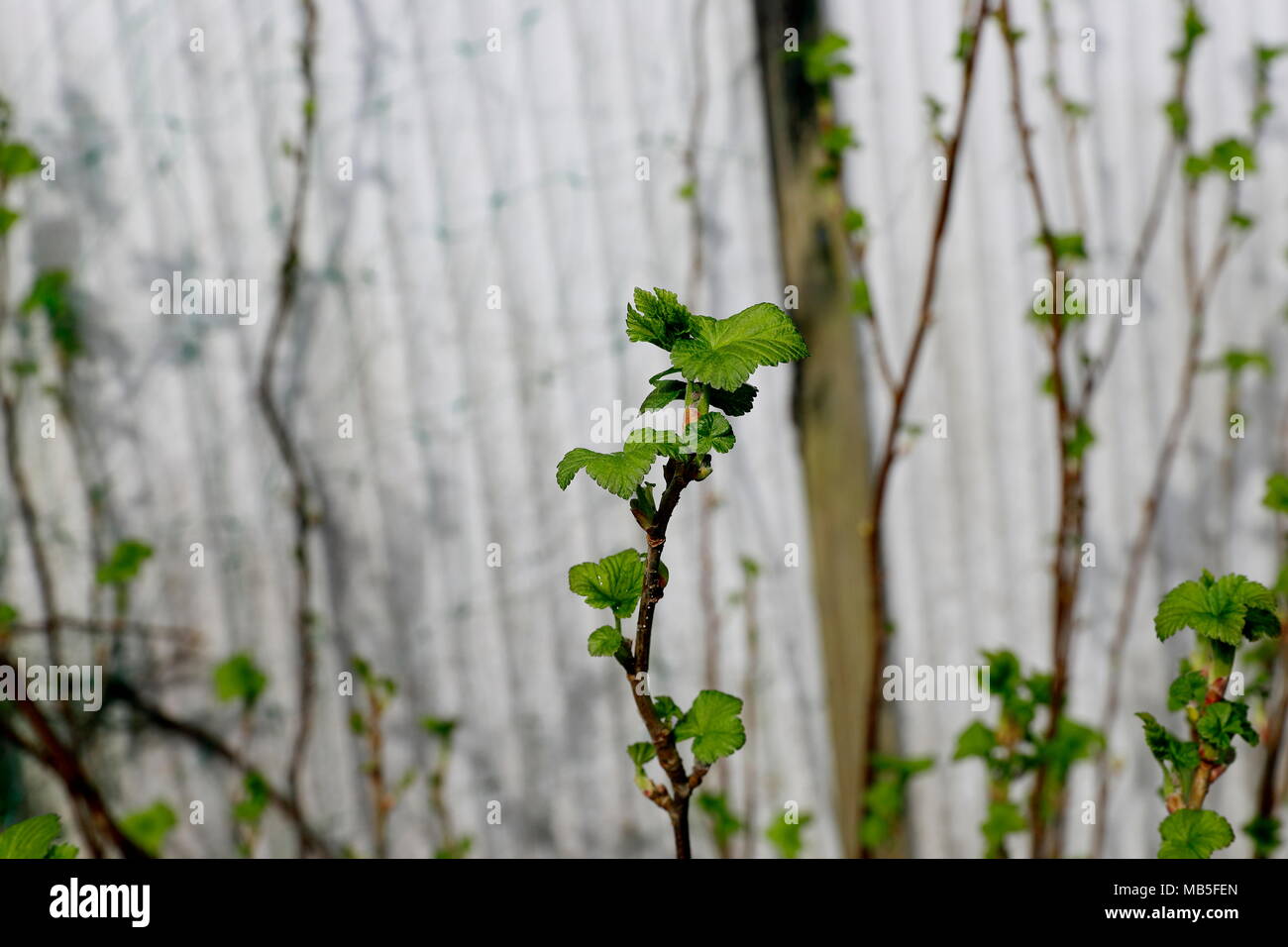 Raspberry plants hi-res stock photography and images - Alamy