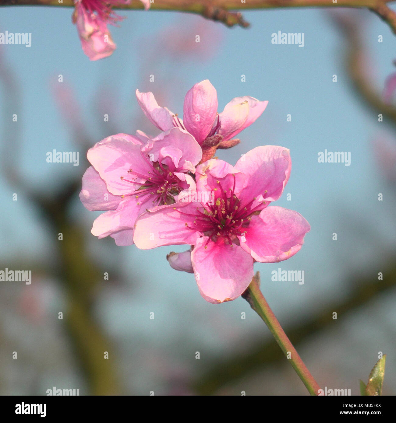 Sakura: blooming cherry blossoms flowers Stock Photo - Alamy