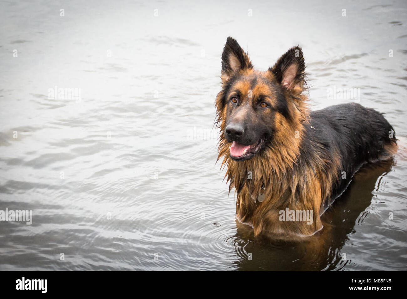 Zeus the German Shepherd Stock Photo - Alamy