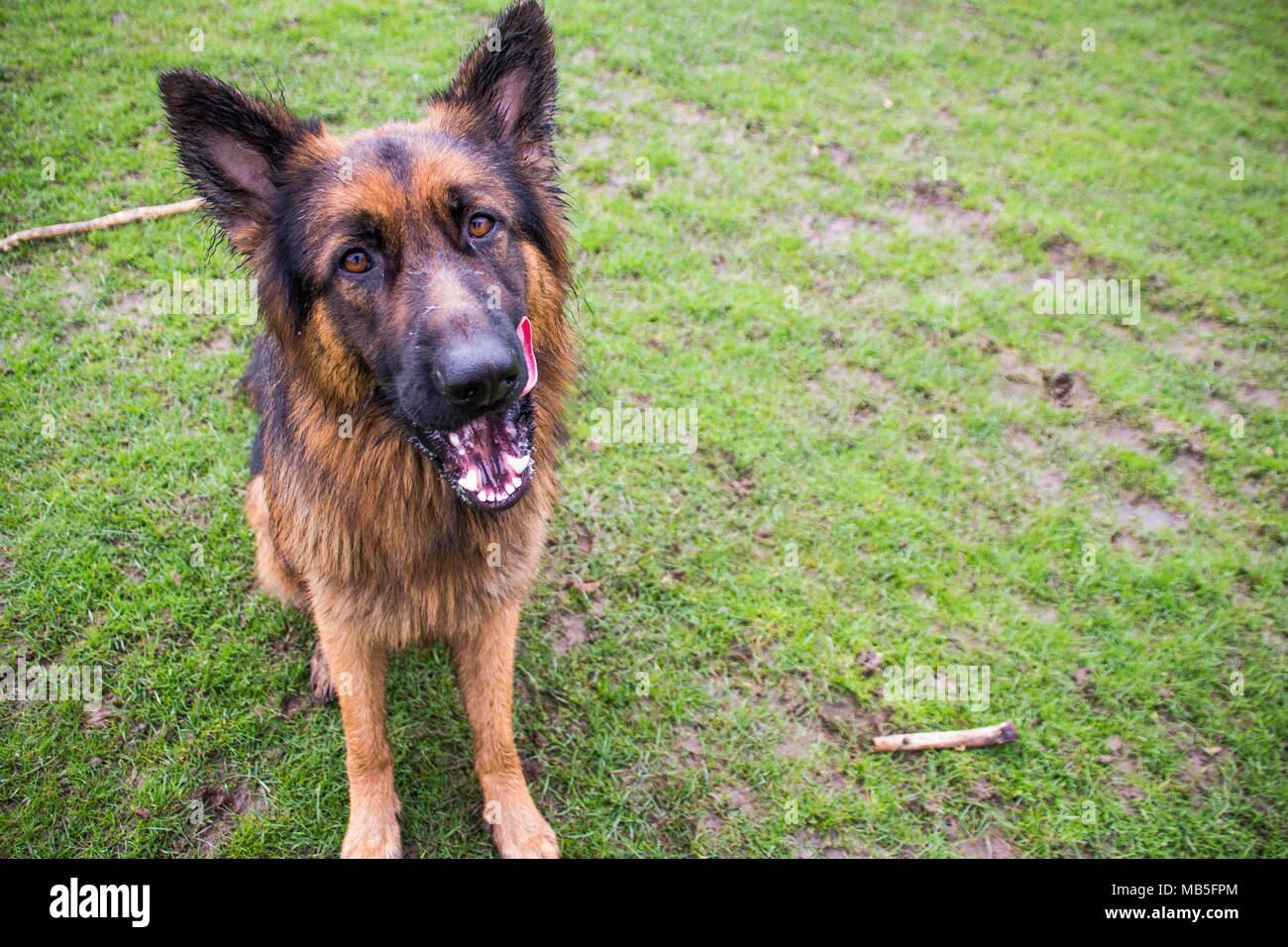 Zeus the German Shepherd Stock Photo - Alamy