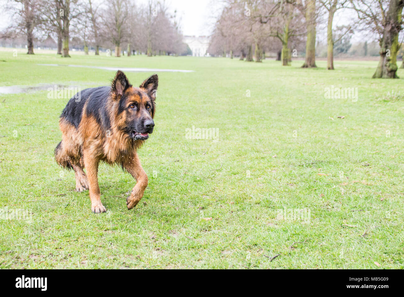 Family dog zeus hi-res stock photography and images - Alamy