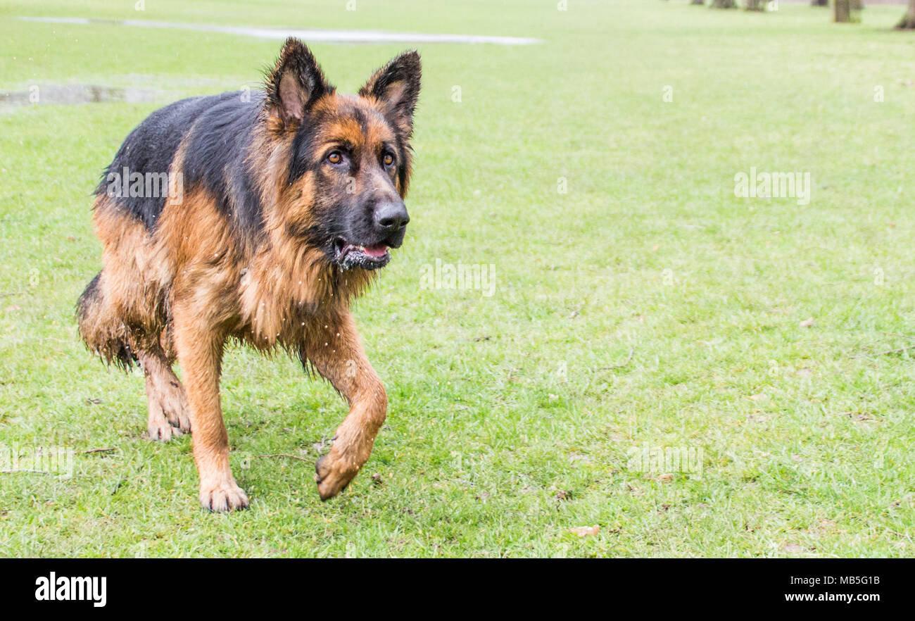 Zeus the German Shepherd Stock Photo - Alamy