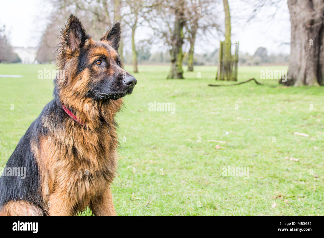 Family dog zeus hi-res stock photography and images - Alamy