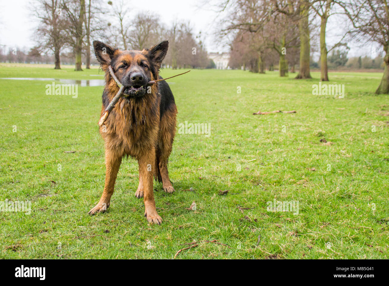 Zeus the German Shepherd Stock Photo - Alamy