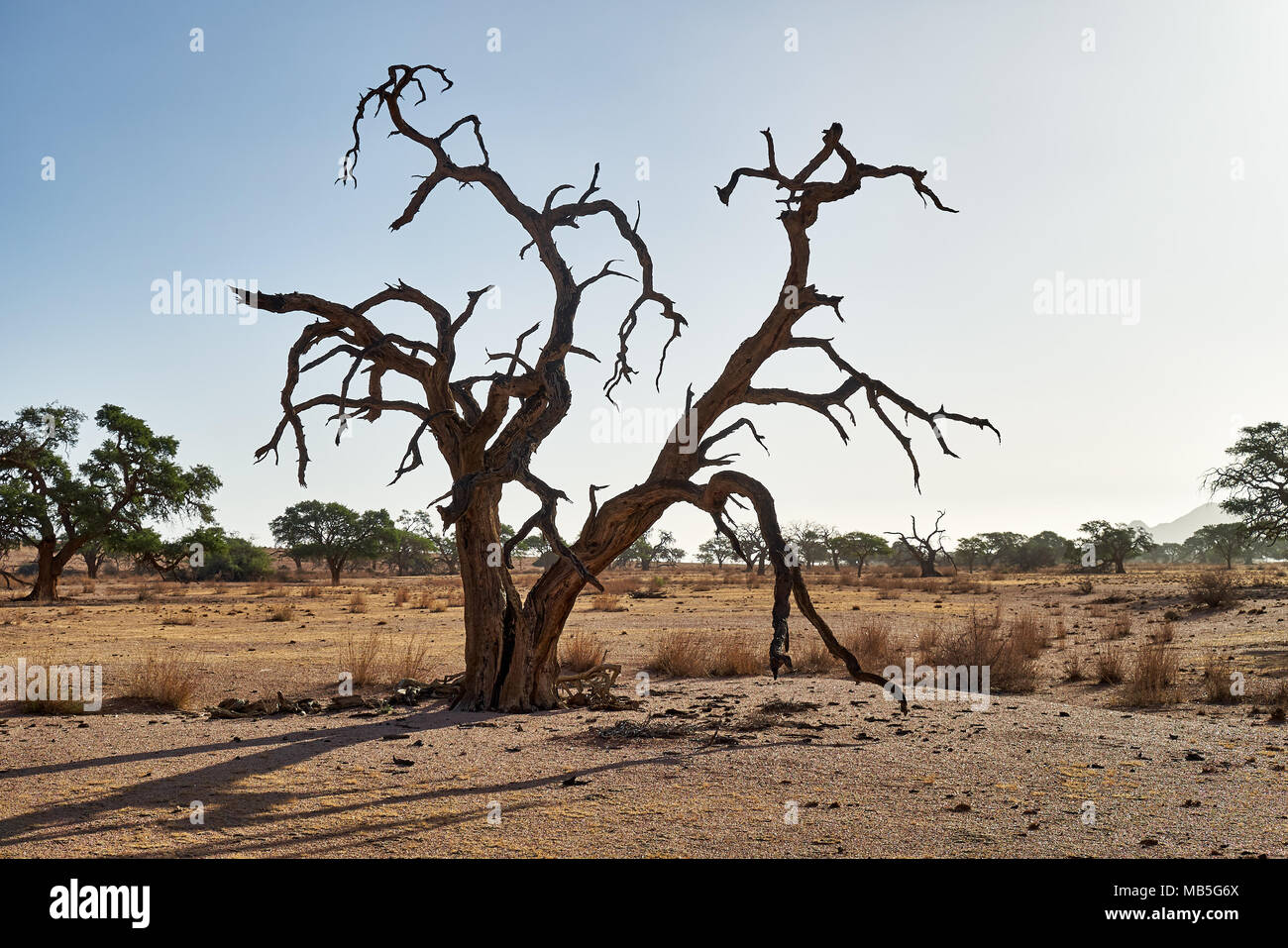 dead tree in tranquil landscape on Farm Namtib, Tiras mountains ...