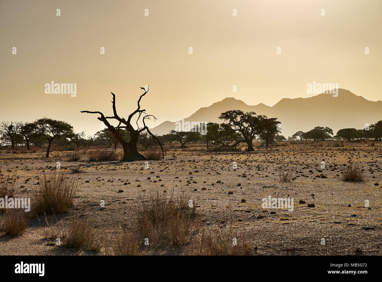 dead tree in tranquil landscape on Farm Namtib, Tiras mountains ...