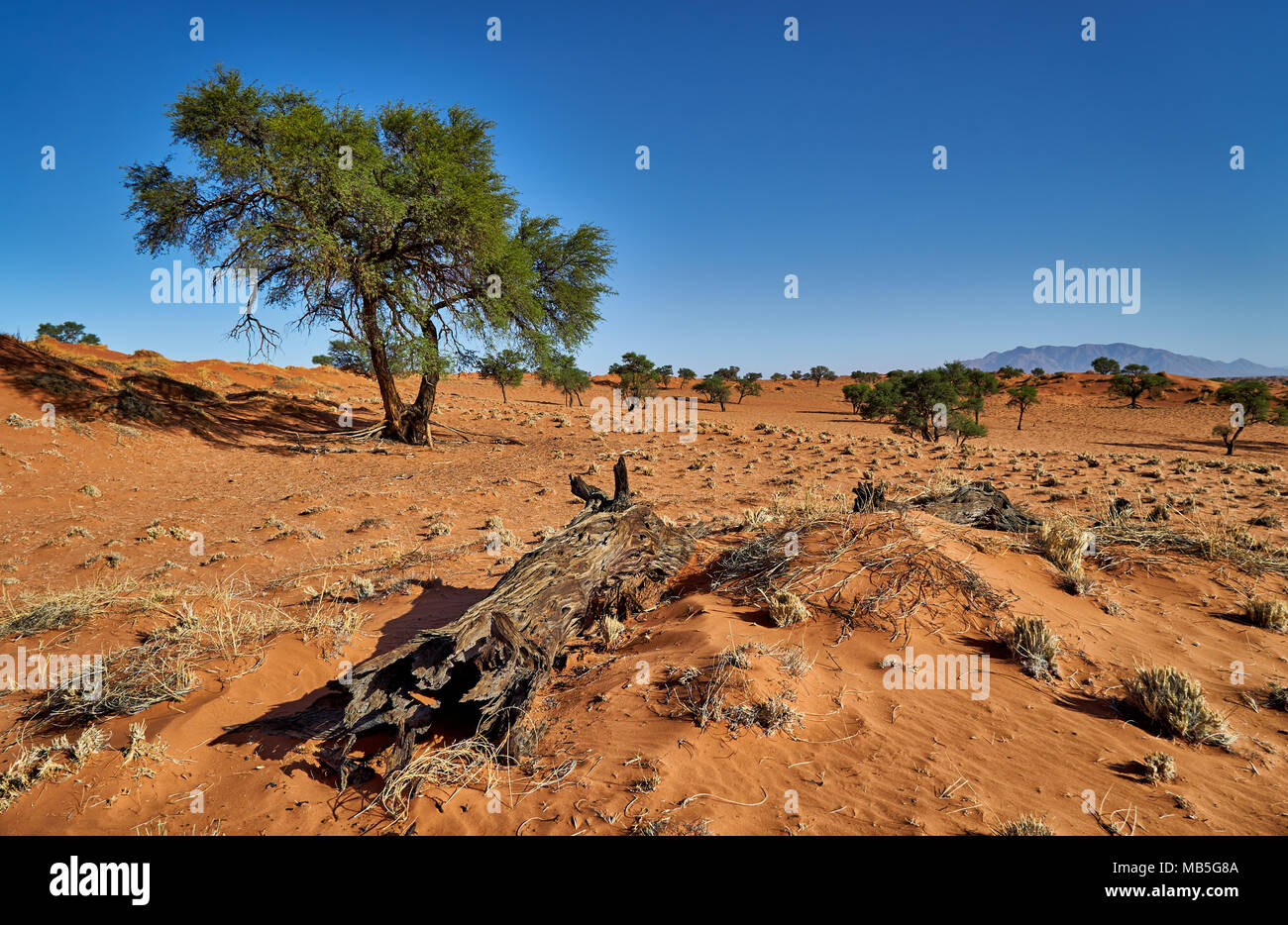 deserted landscape of NamibRand Nature Reserve, Namibia, Africa Stock ...