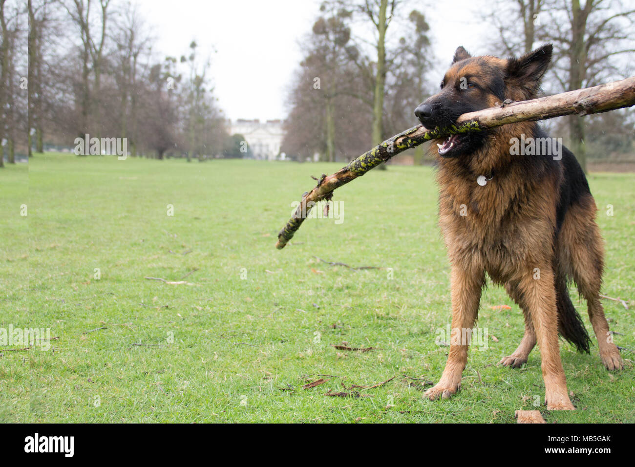 Zeus the German Shepherd Stock Photo - Alamy