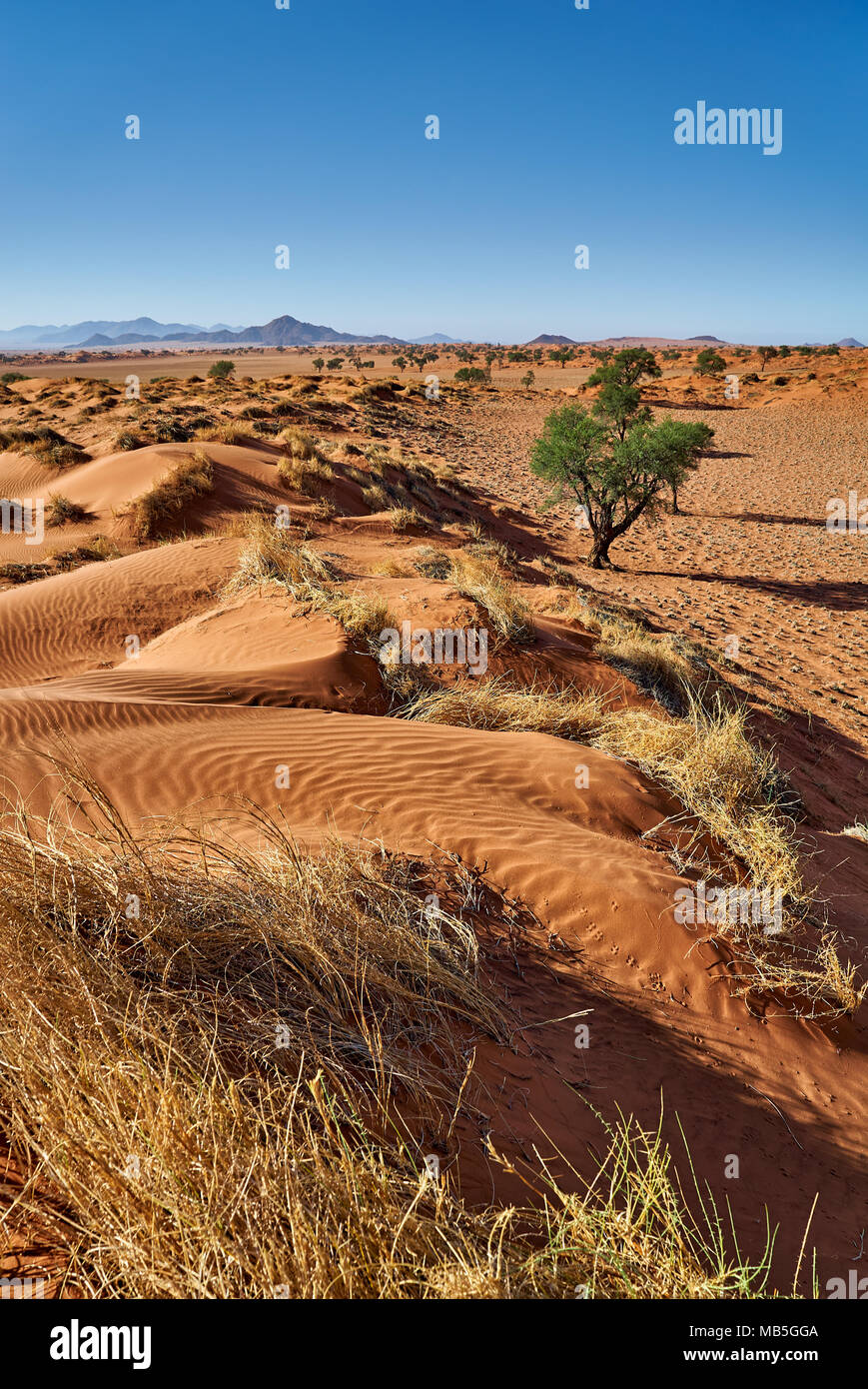 Namib nature reserve namibia hi-res stock photography and images - Alamy