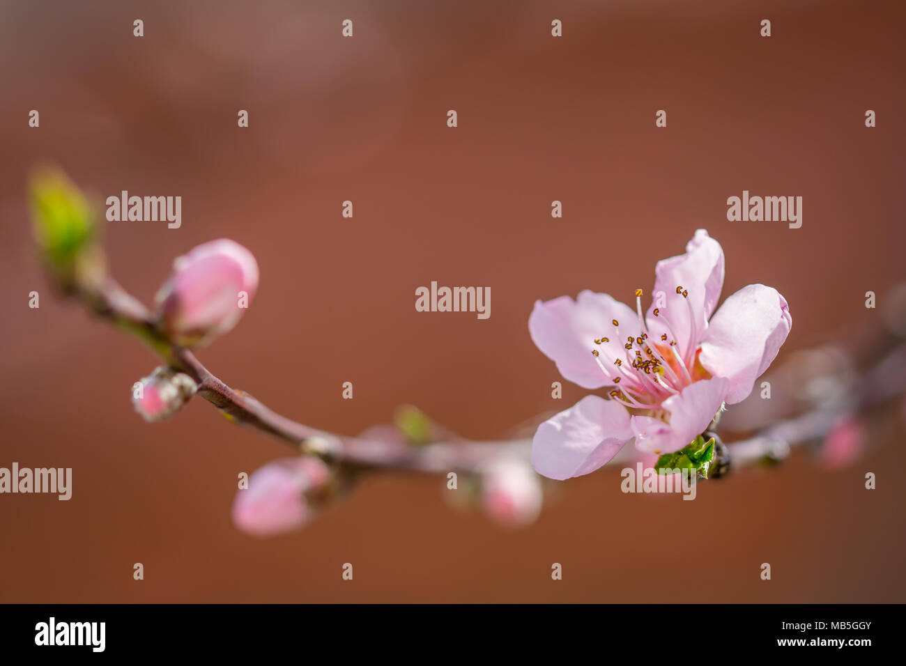 blooming beautiful pink peach flowers on branches. April spring peach ...