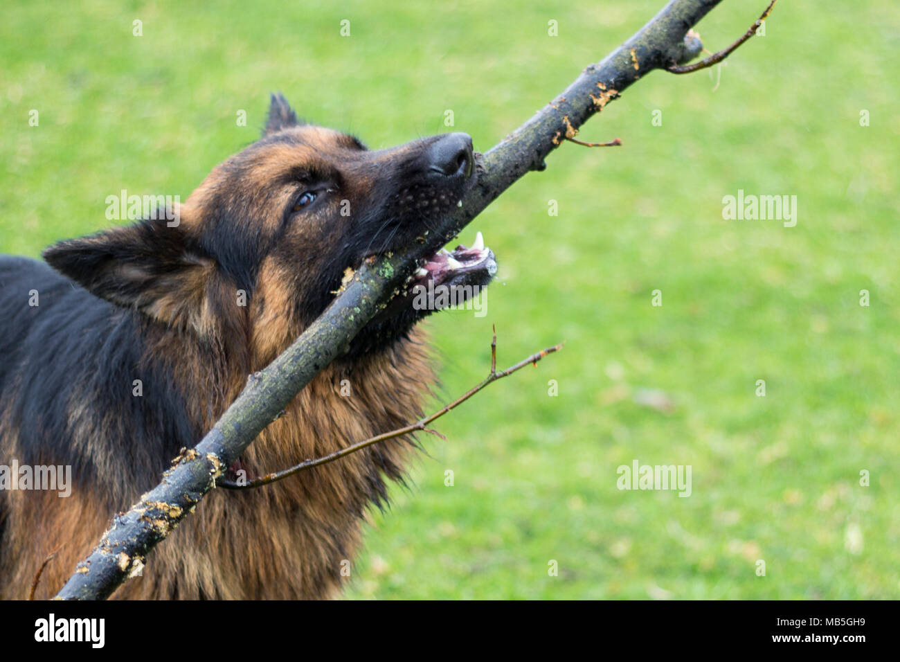 Family dog zeus hi-res stock photography and images - Alamy