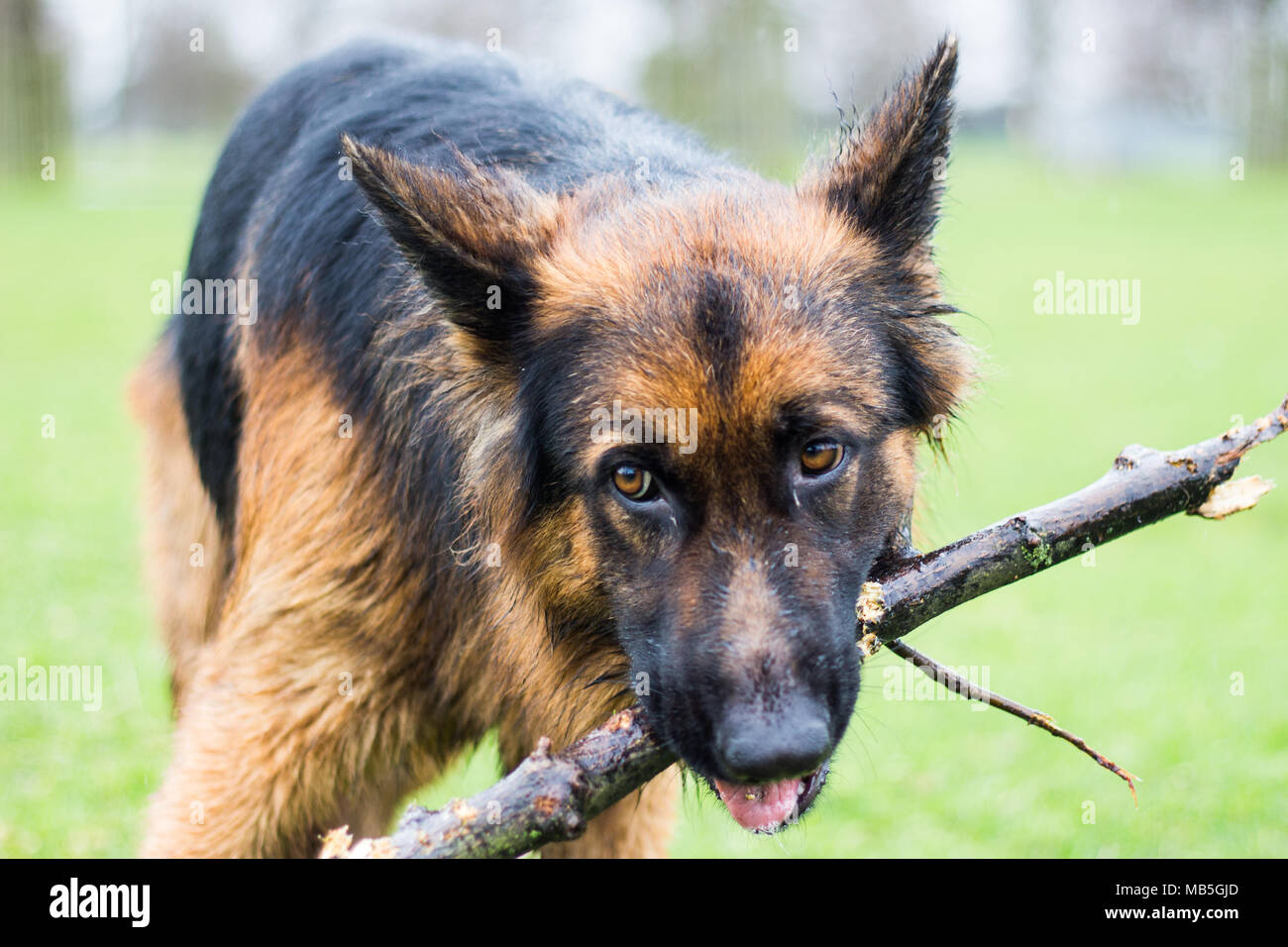 Family dog zeus hi-res stock photography and images - Alamy
