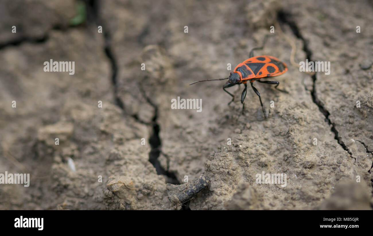 Firebug (Pyrrhocoris apterus) group of insects on the dry soil Stock ...