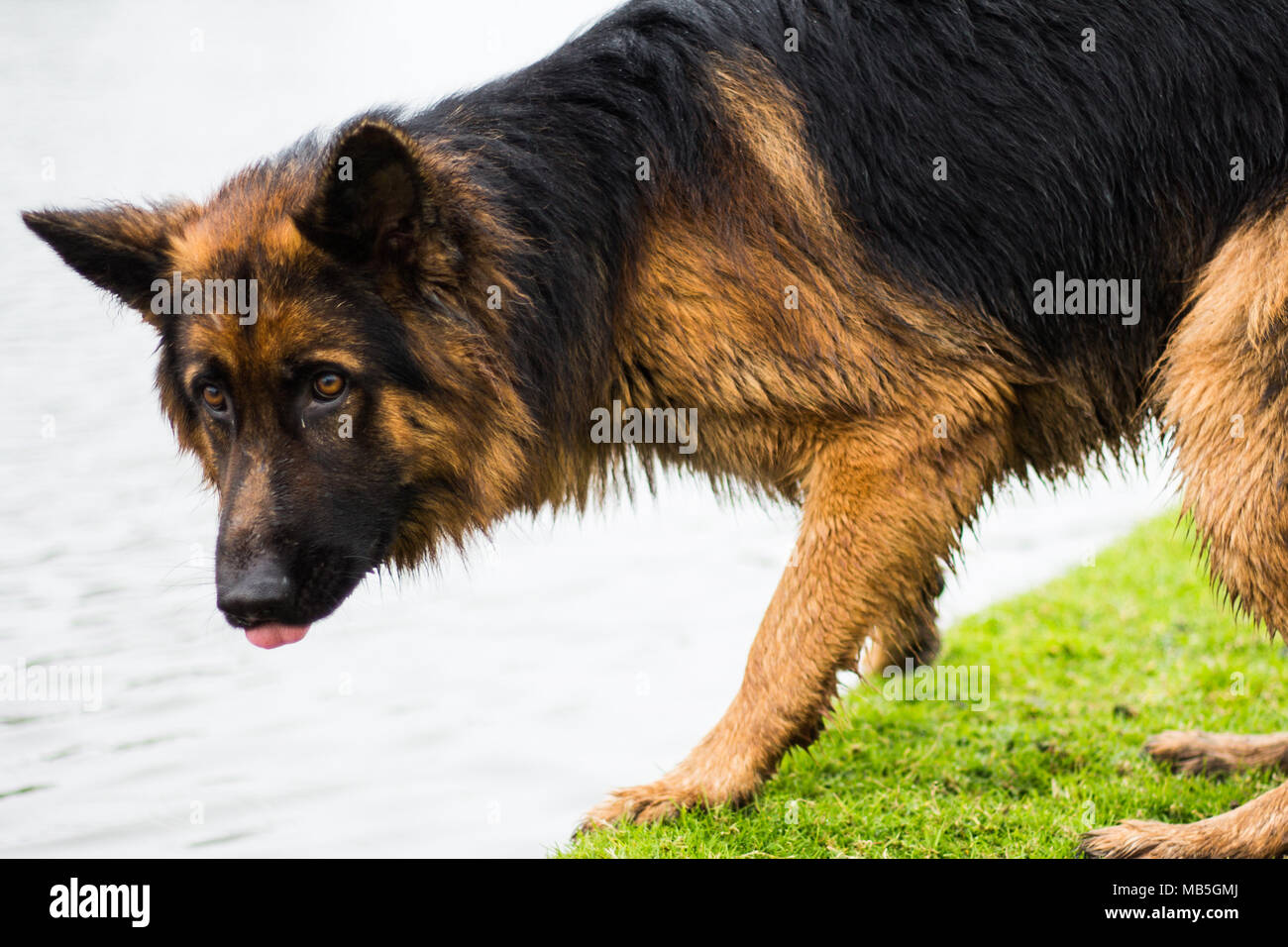 Zeus the German Shepherd Stock Photo - Alamy