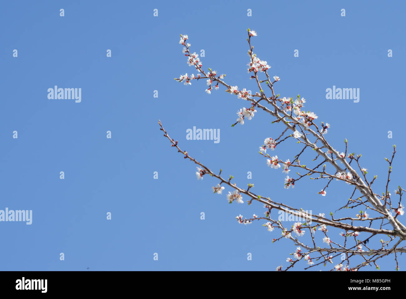 Blooming beautiful white flowers on branches with blue sky in ...
