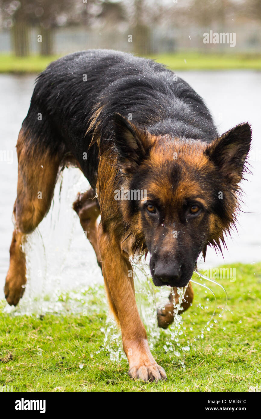 Zeus the German Shepherd Stock Photo - Alamy