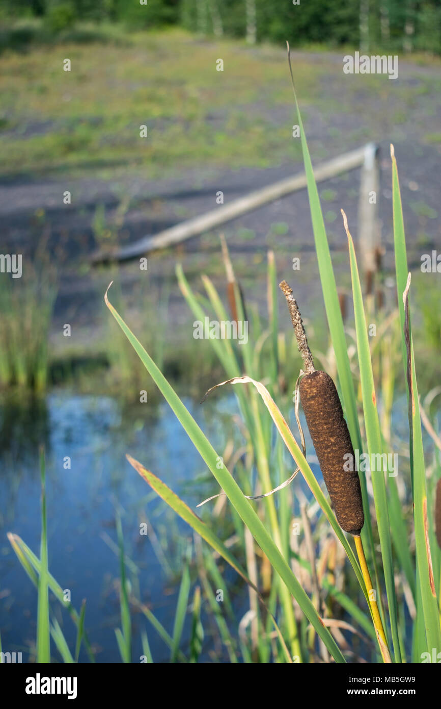 Nativeplants hi-res stock photography and images - Alamy
