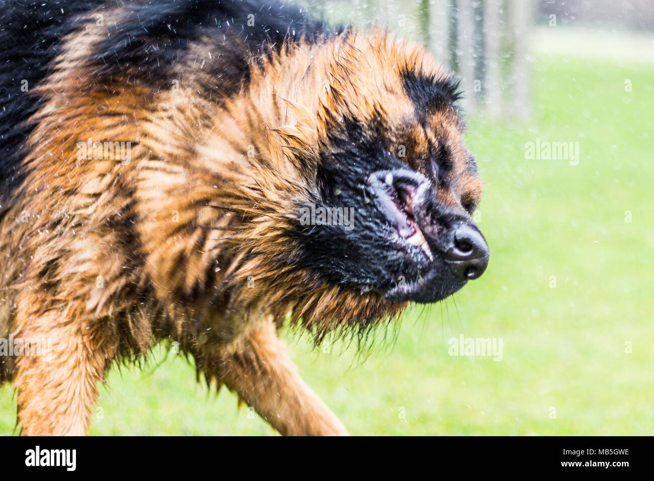 Family dog zeus hi-res stock photography and images - Alamy