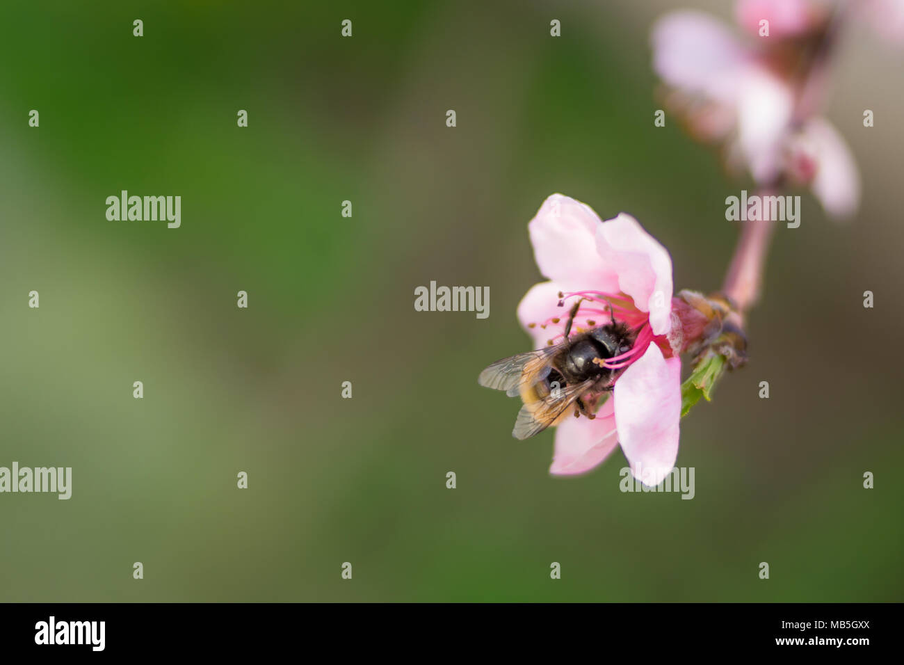 Bubblebre hi-res stock photography and images - Alamy