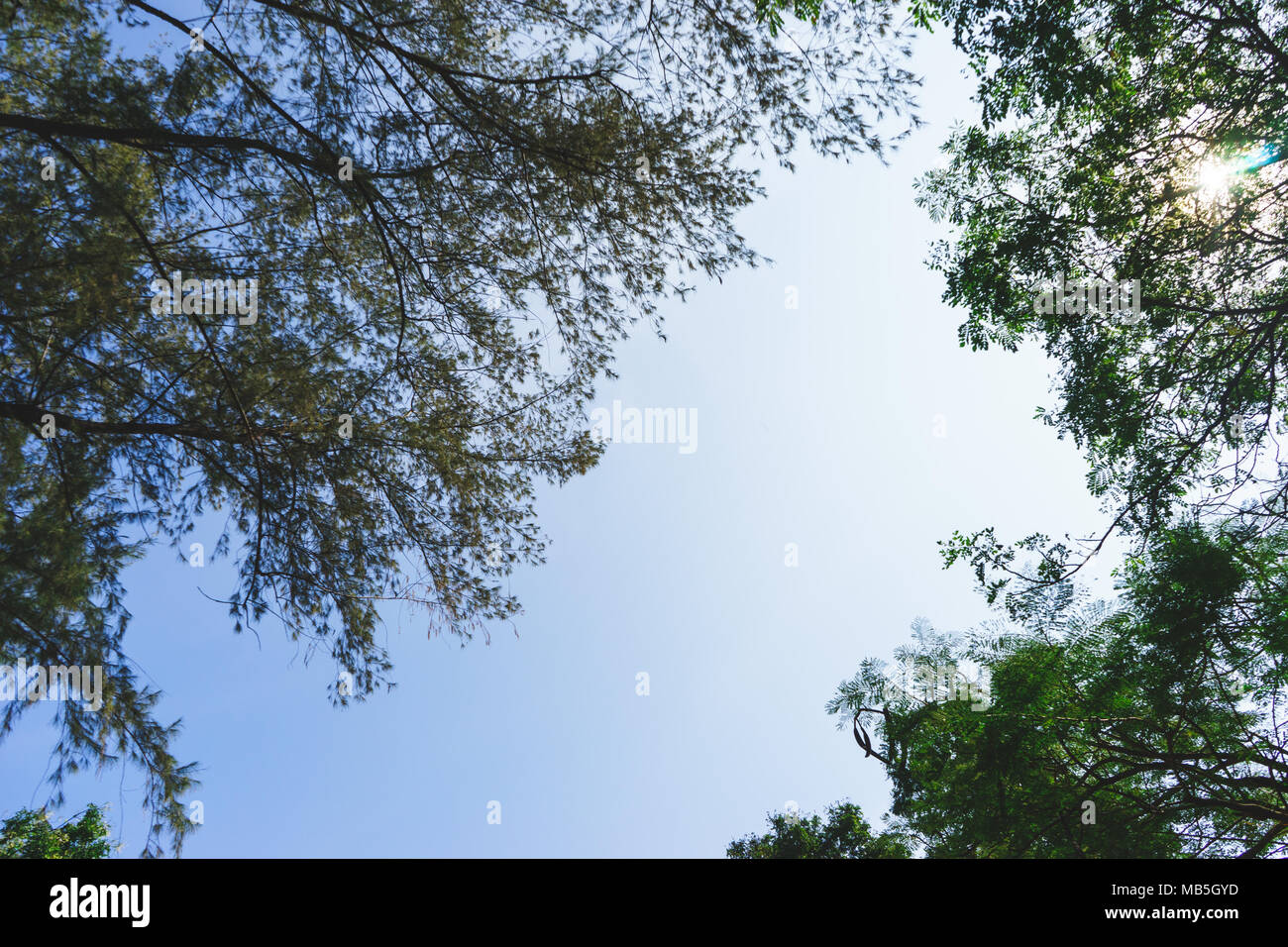 Outdoor tree on sky background Stock Photo - Alamy