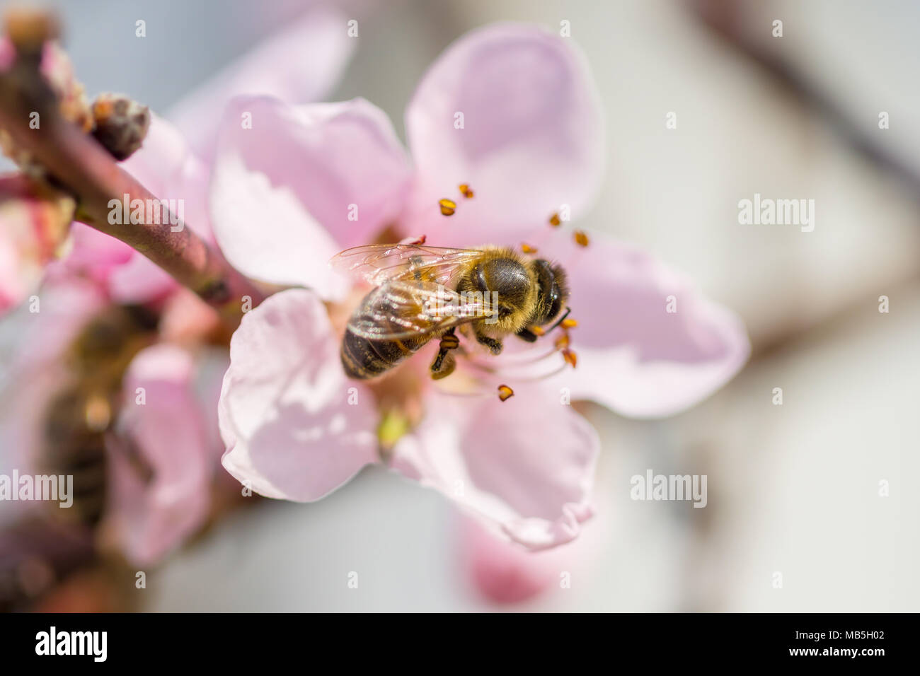 Bee collecting pollen on blooming pink peach flowers on branches. April ...