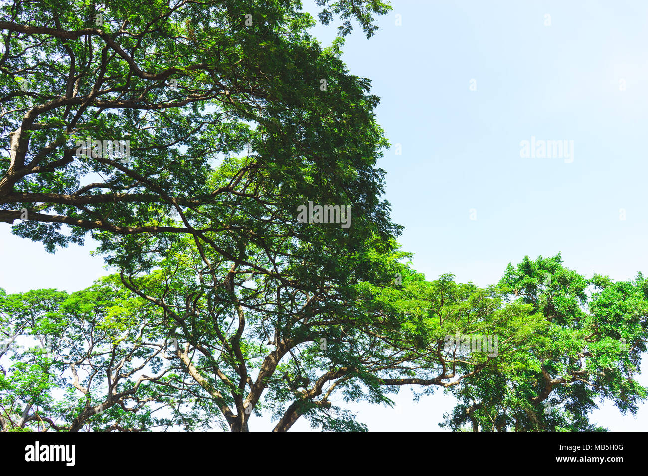 Outdoor tree on sky background Stock Photo - Alamy