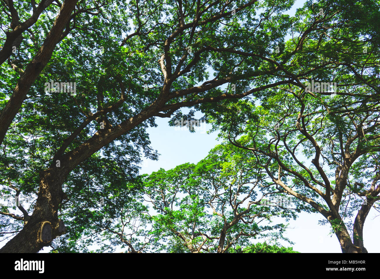 Outdoor tree on sky background Stock Photo - Alamy