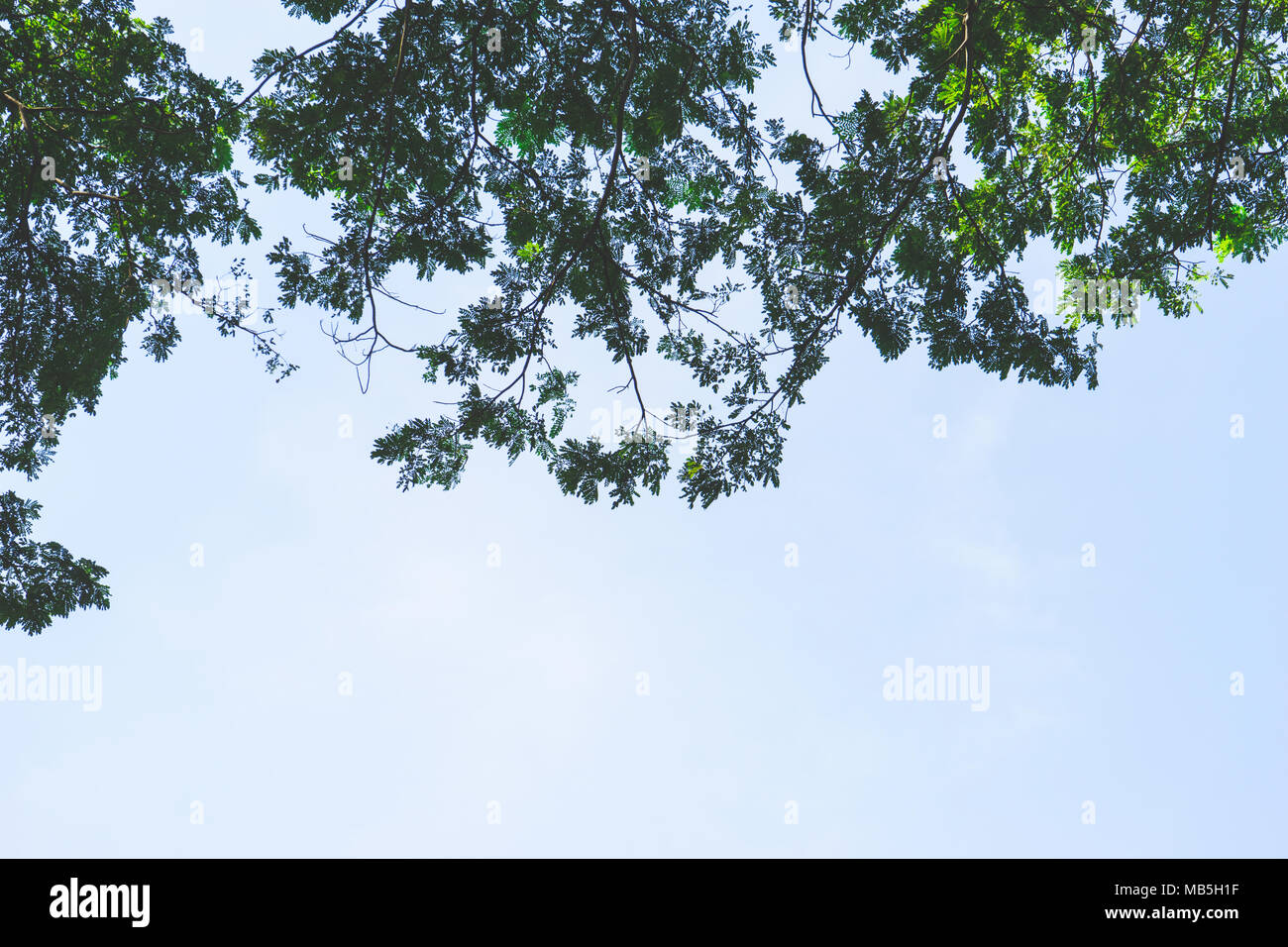 Outdoor tree on sky background Stock Photo - Alamy