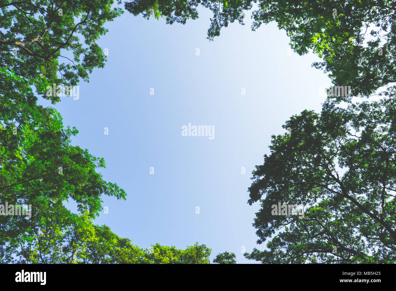 Outdoor tree on sky background Stock Photo - Alamy
