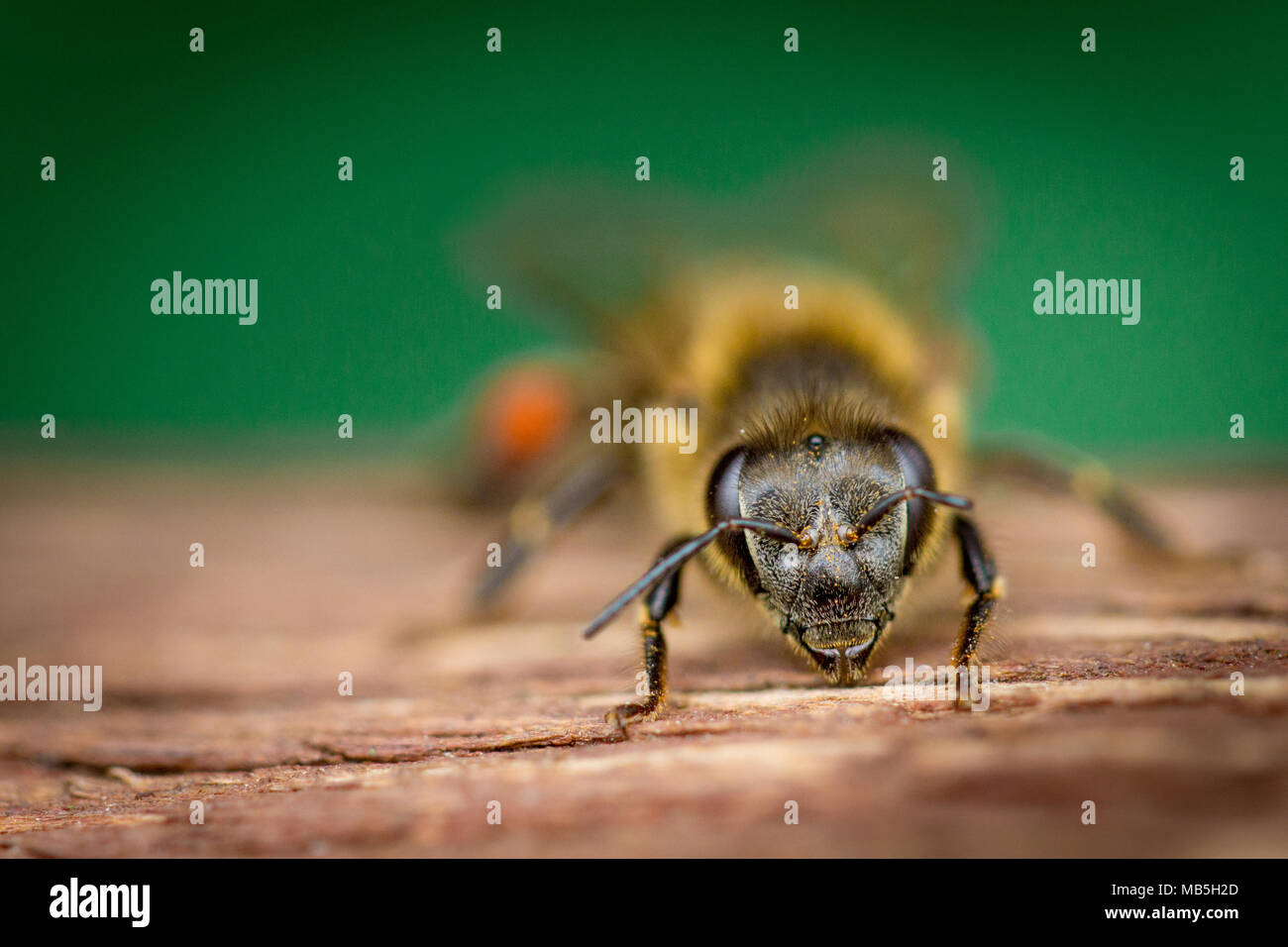 Bee standing hi-res stock photography and images - Alamy