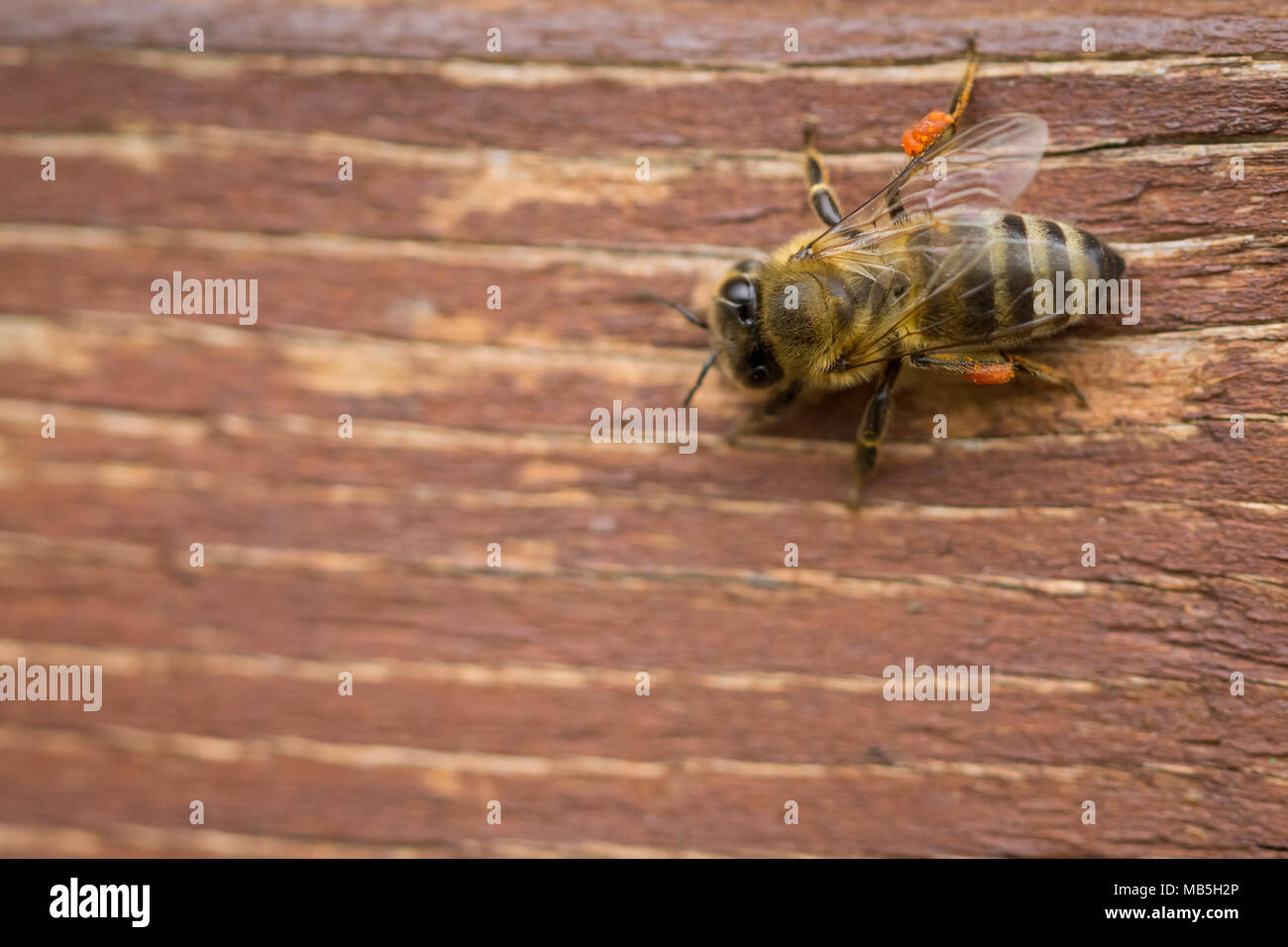 Bee standing hi-res stock photography and images - Alamy
