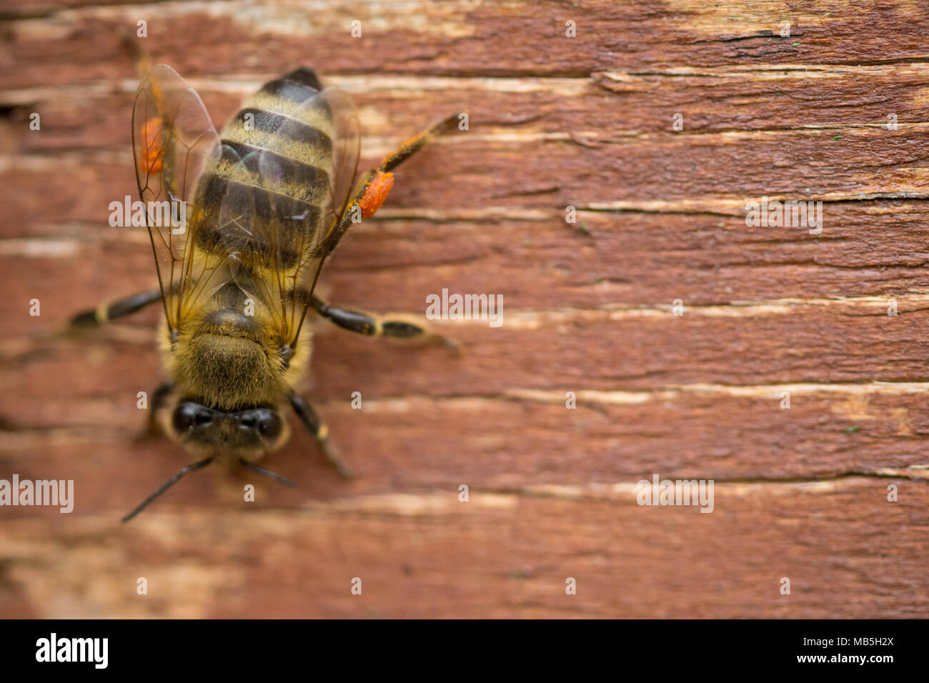 Bee standing hi-res stock photography and images - Alamy