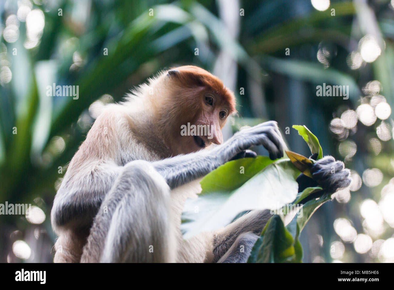 Proboscis monkey eats tree leaves in jungle Stock Photo - Alamy