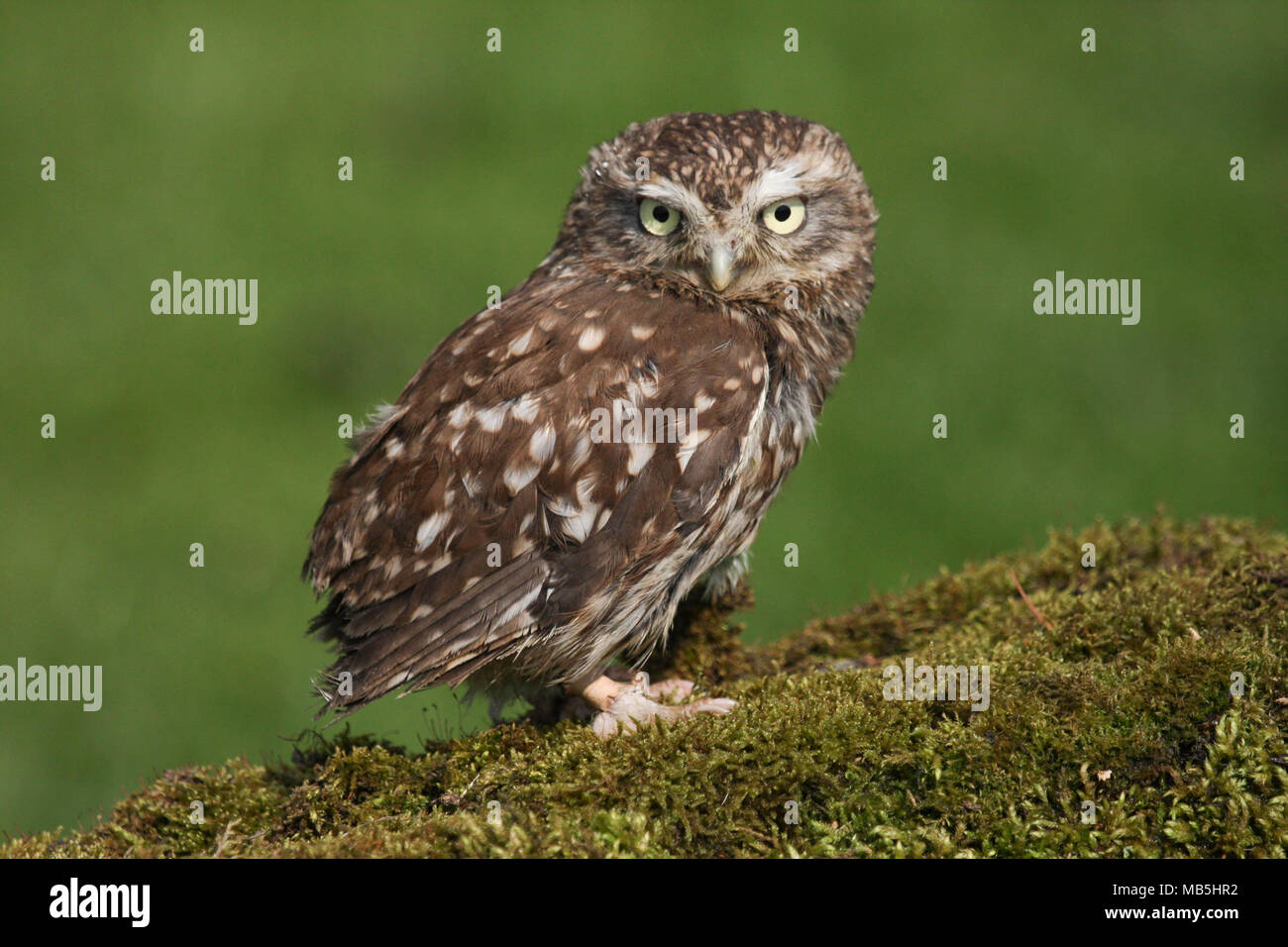 British little owl hi-res stock photography and images - Alamy