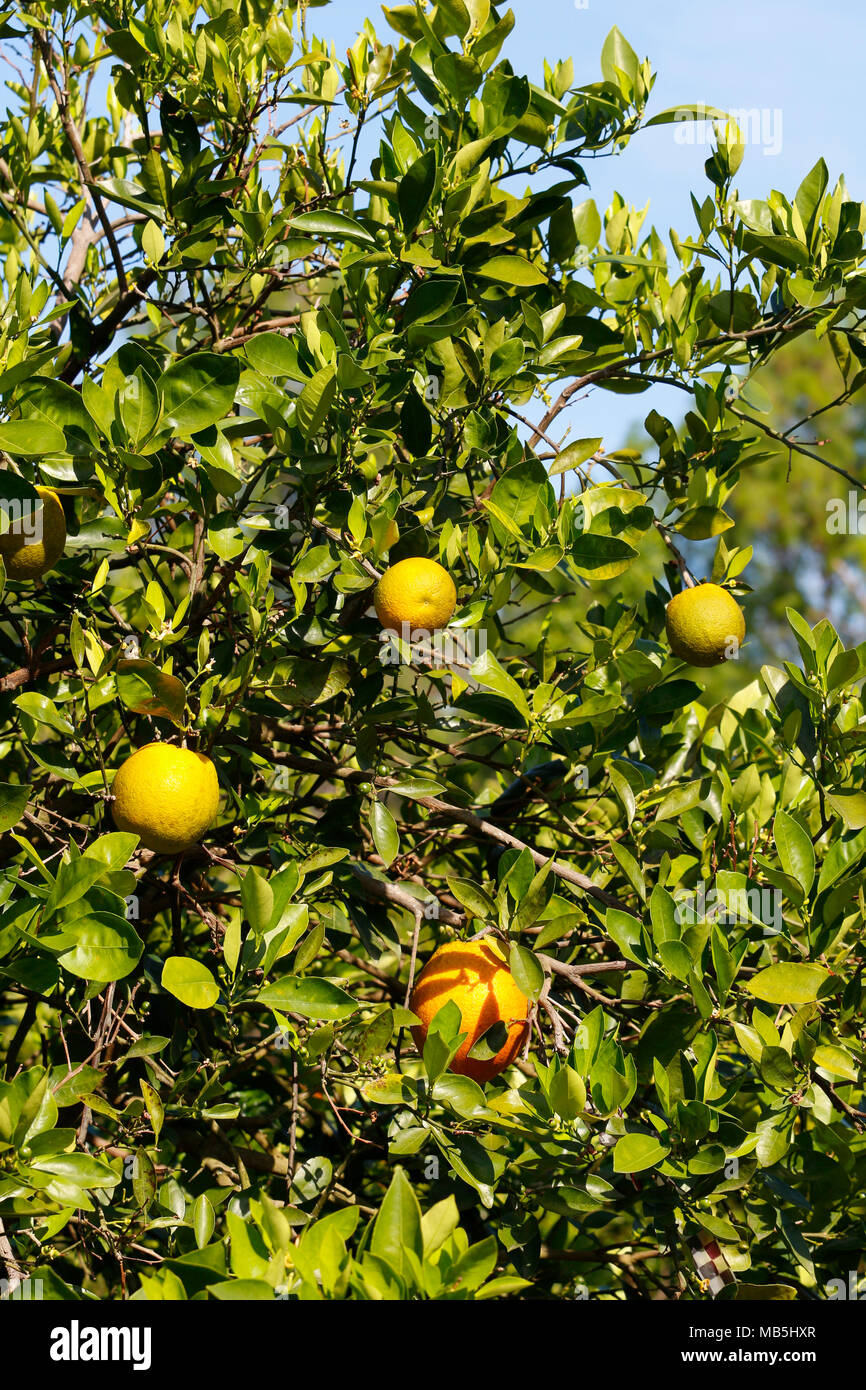 Citrus grove hi-res stock photography and images - Alamy