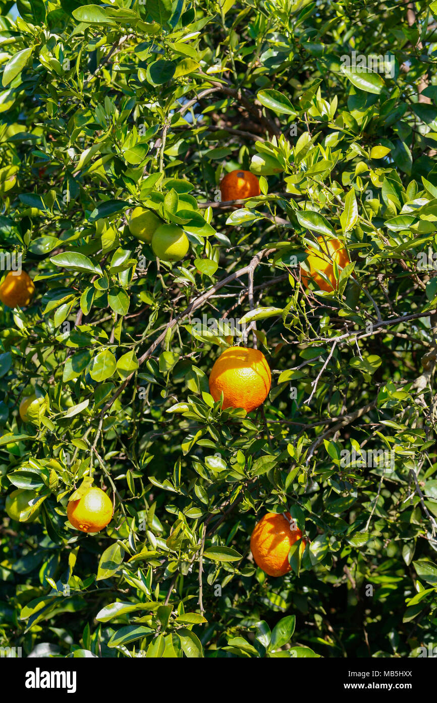 Citrus Grove High Resolution Stock Photography and Images - Alamy
