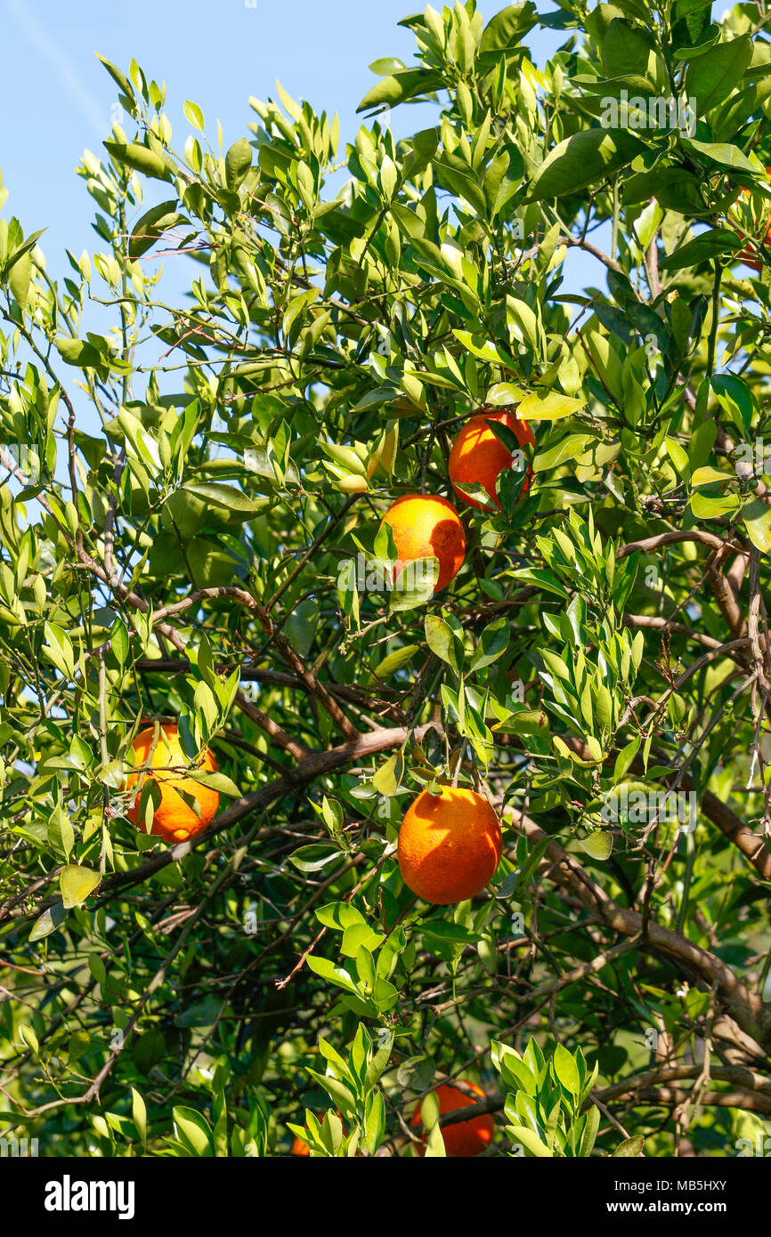 Florida oranges hi-res stock photography and images - Alamy