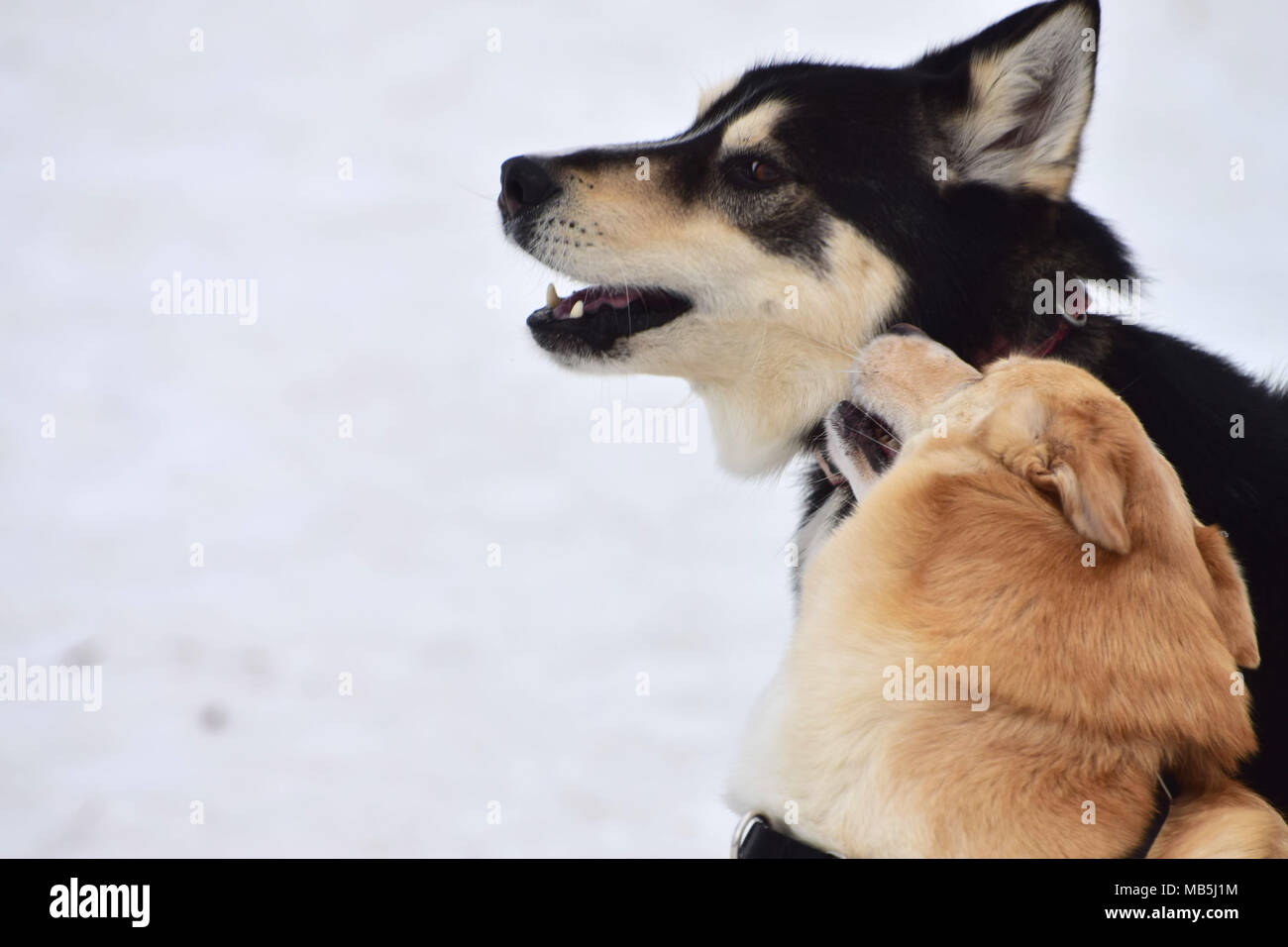Two best-friends dogs enjoying each other's company at the park Stock ...