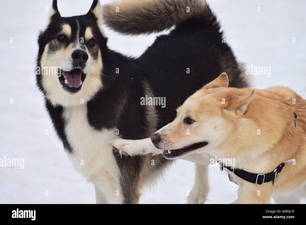 Two best-friends dogs enjoying each other's company at the park Stock ...